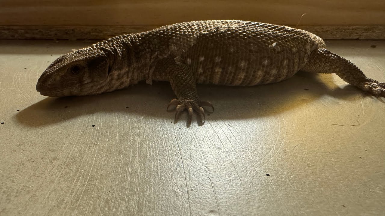 Lizard Potty Training Experiment – You Won’t Believe This! - YouTube