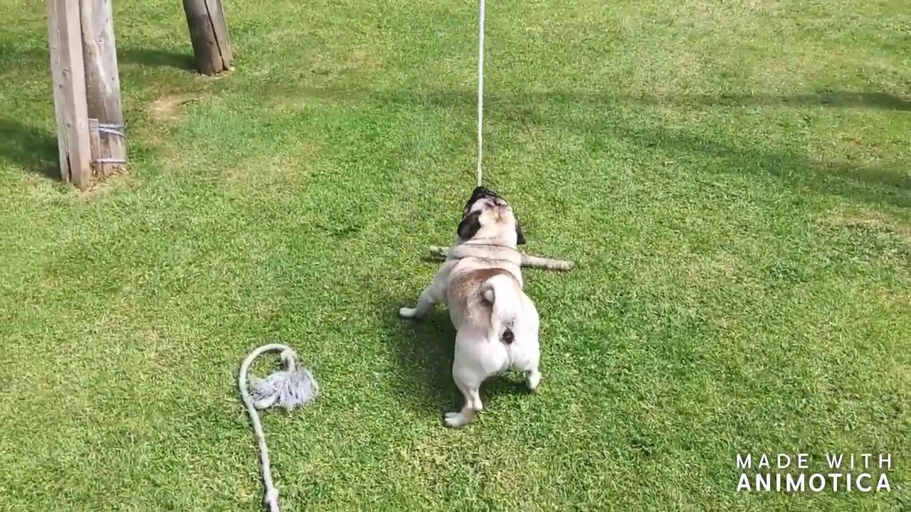 Funny Pug Releasing Stress During Lockdown! - YouTube