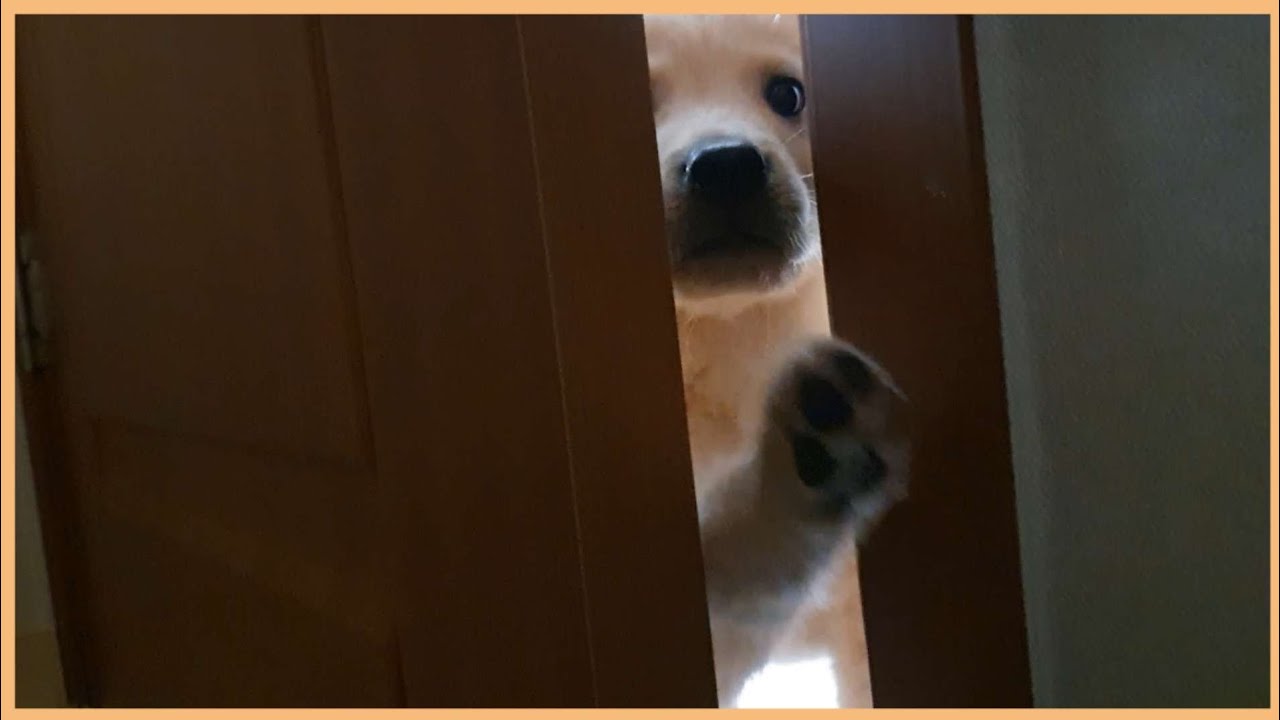 문틈사이로 심장폭행하는 시고르자브종 아기 | korean puppy peaking through door - YouTube