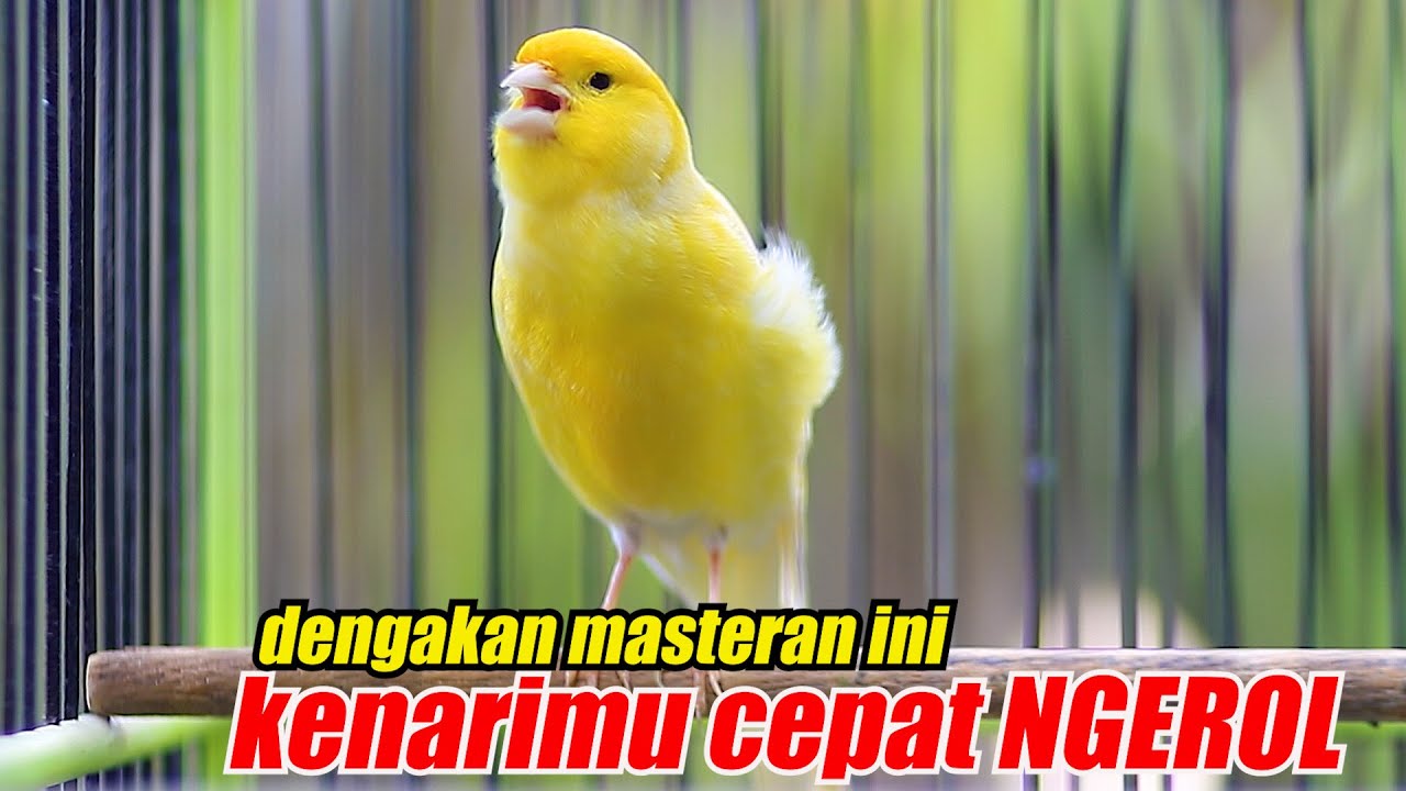 LIVE 25#, KENARI LAGU MEWAH PANJANG, MASTERAN KENARI PAUD DAN PANCINGAN ...