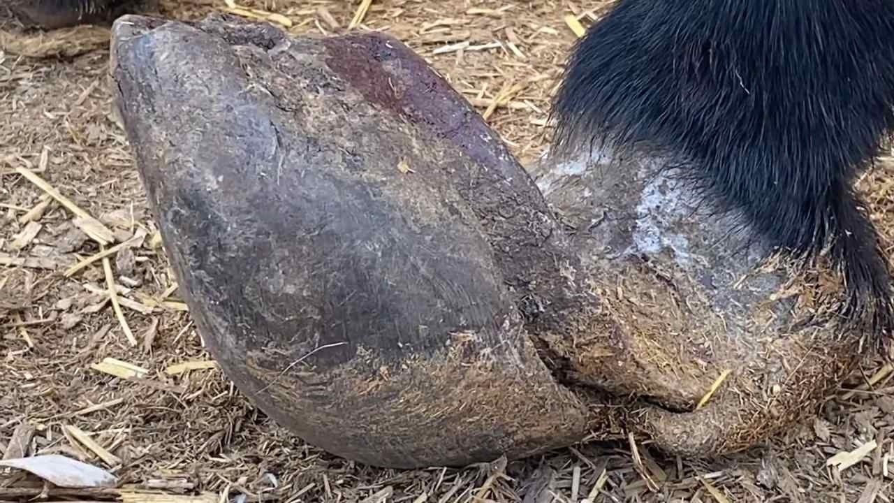 Have You Ever Seen A Donkey Hoof This Long?【DONKEY HOOF SAVIOR】 - YouTube