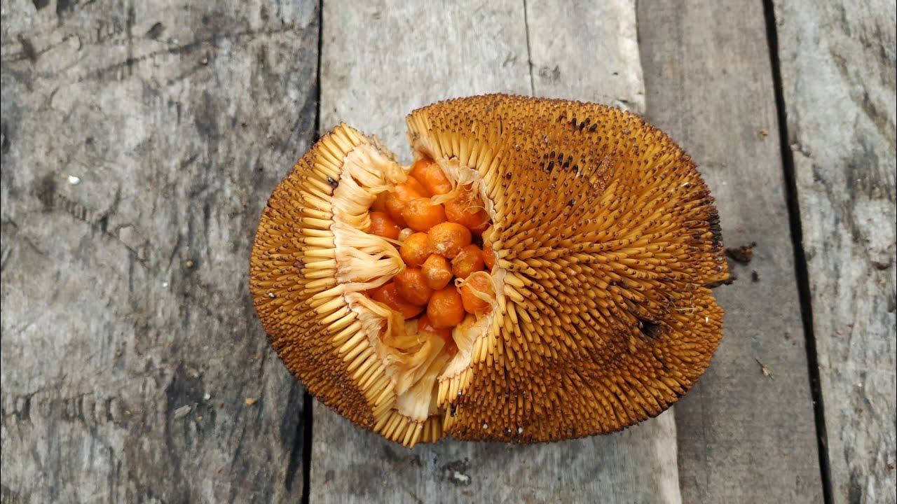 Unveiling the Miraculous Powers of Entawak Fruit