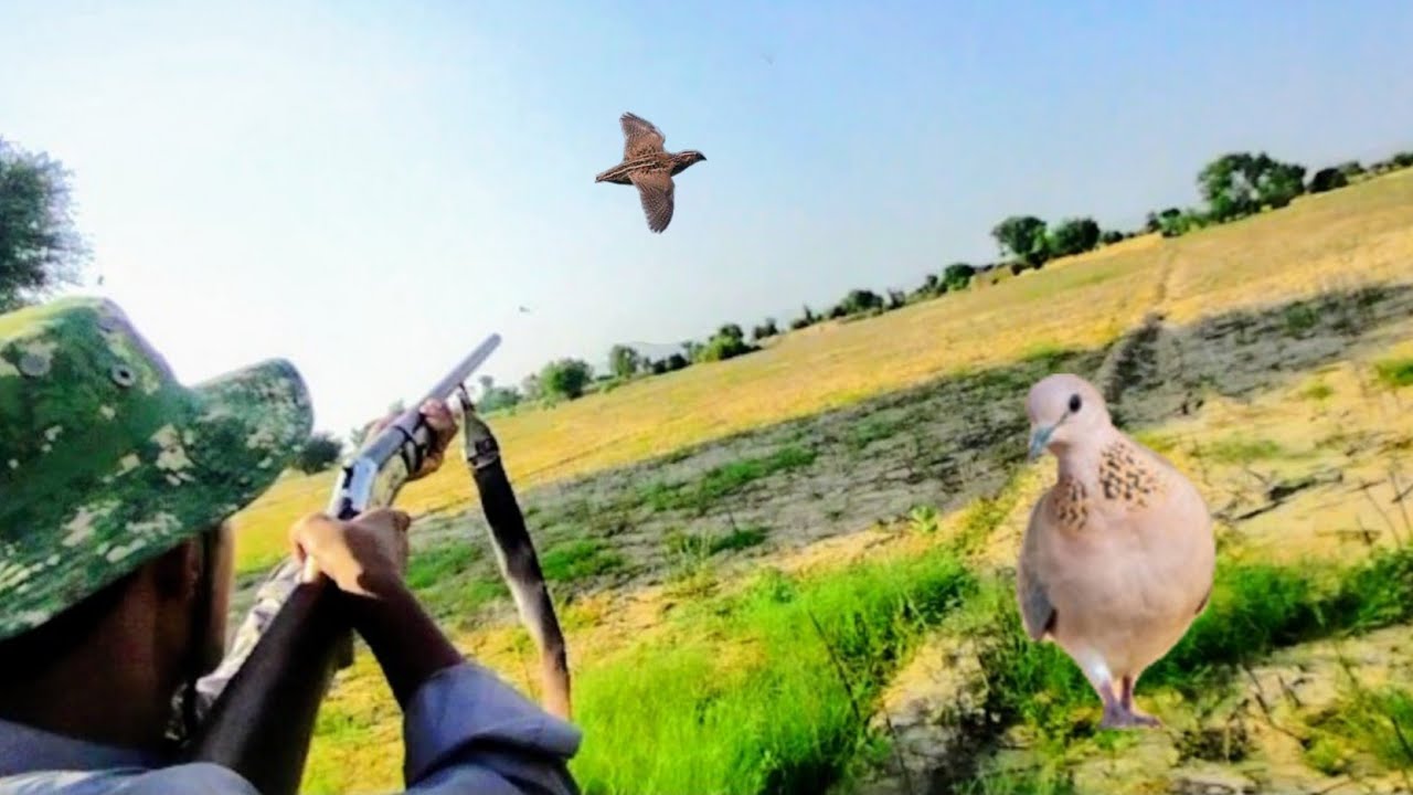 Dove hunting in pakistan || Russian dove shooting || #dovehunting # ...