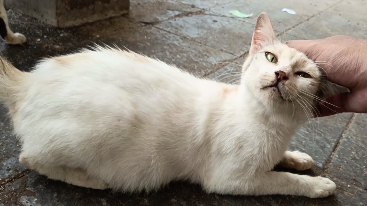 Incredibly cute cats hug my hand and ask me to be friends with them ...