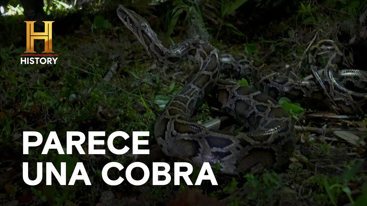 PARECE UNA COBRA - AMOS DEL PANTANO: INVASIÓN DE SERPIENTES - YouTube