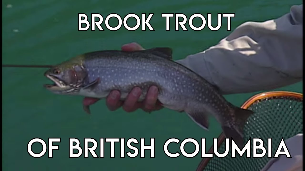 Secret Lake of BC - Fortress Lake Brook Trout - The New Fly Fisher