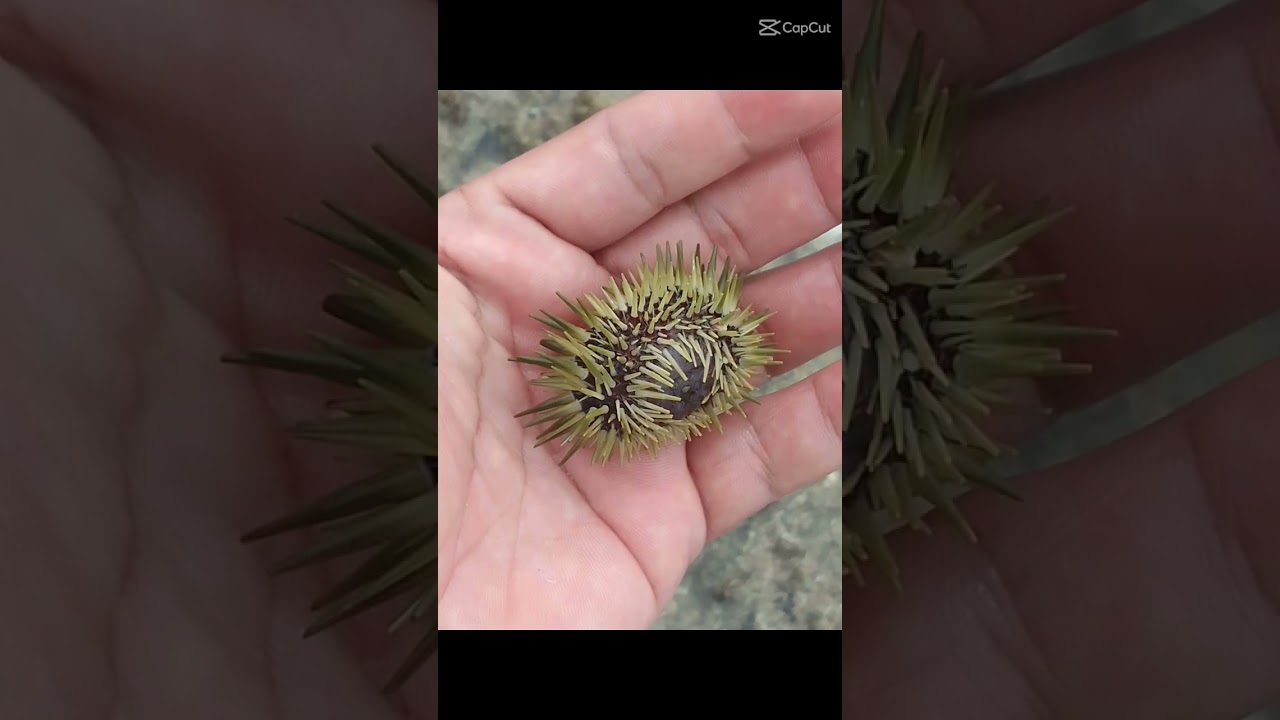 sea creation #tayom - YouTube