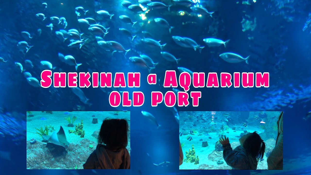 SHEKINAH @AQUARIUM OLD PORT - YouTube