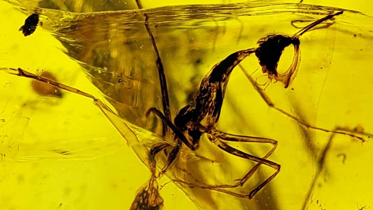 Hell Ant, Ice Crawler, Mite, Pseudoscorpion, and Spider in Myanmar ...