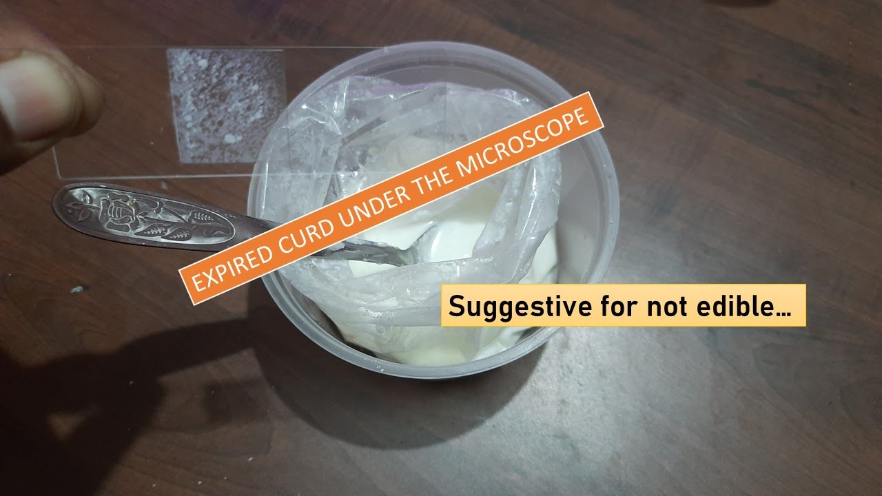 Old curd under the Microscope - YouTube