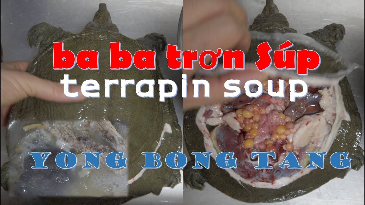 Ba ba trơn Sú(terrapin soup)용봉탕 - YouTube