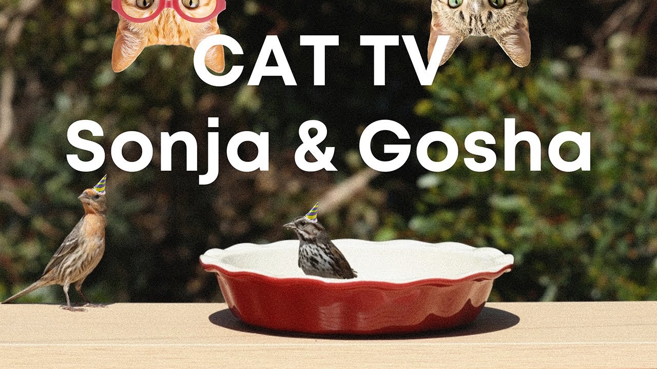 25 Min 4K Cat TV for Cats to Watch 😺 Sonja & Gosha love to watch these ...