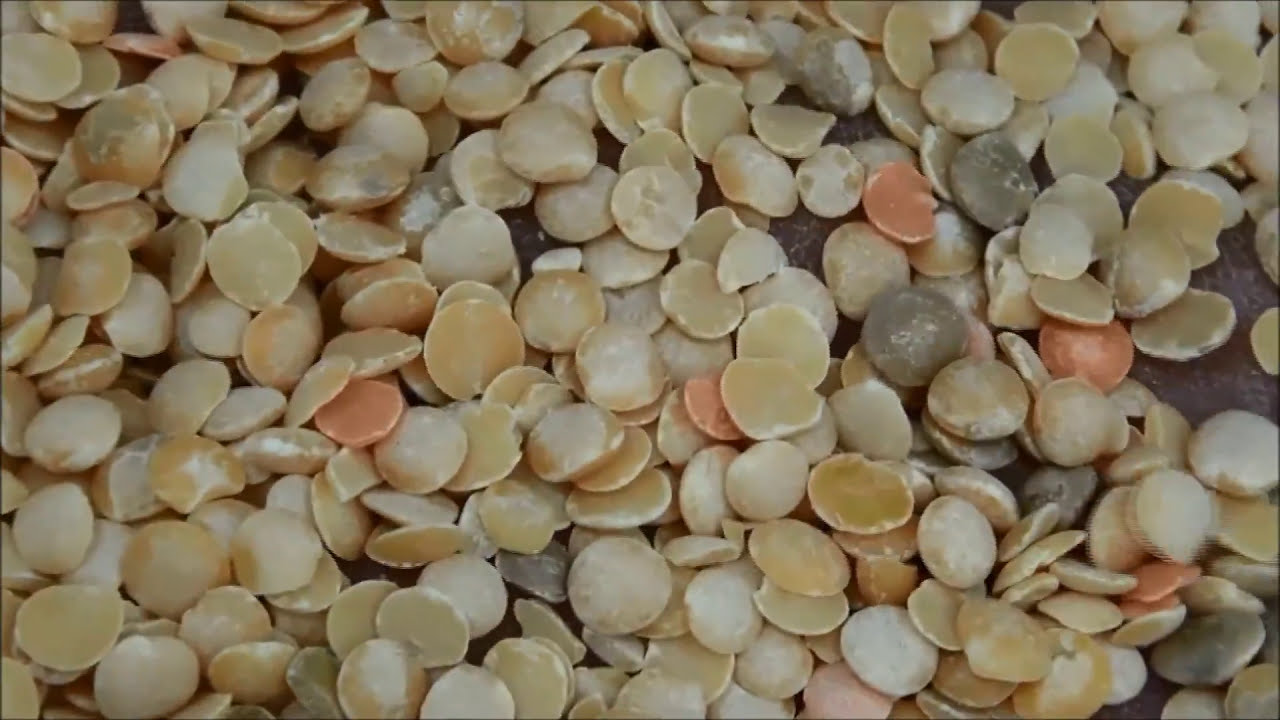 RED LENTIL PEELING & SPLITTING MACHINE, FOOTBALL TYPE LENTIL SPLITTING ...