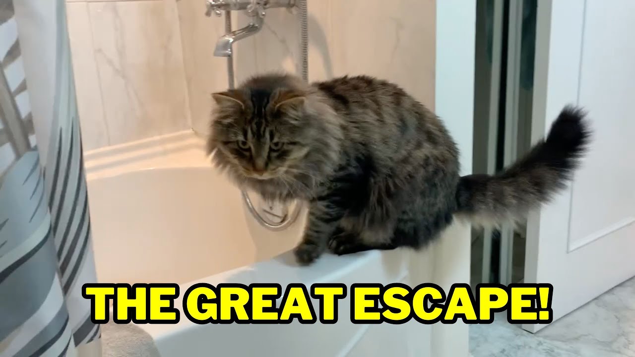 Siberian Cat's Great Bath Escape: The Furry Prison Break - YouTube