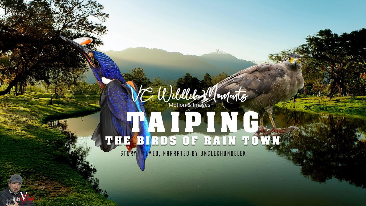 Taiping Birding - The Birds of Rain Town - YouTube