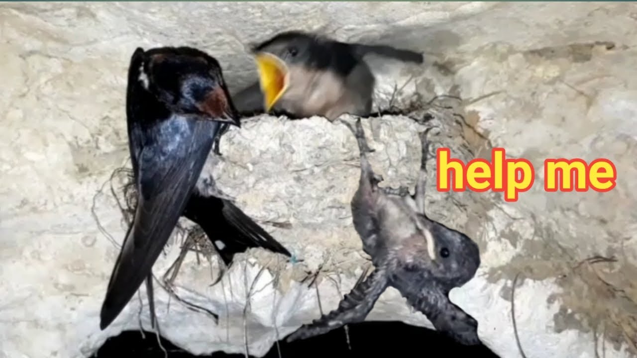 a baby bird defecating has fallen from the nest - YouTube