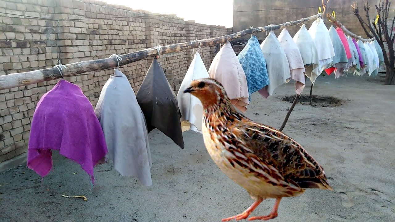 Batair ki awaz || batair awaz || batair bolara || batair sound || quail ...