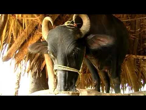 Godavari Milk Grid Project - YouTube