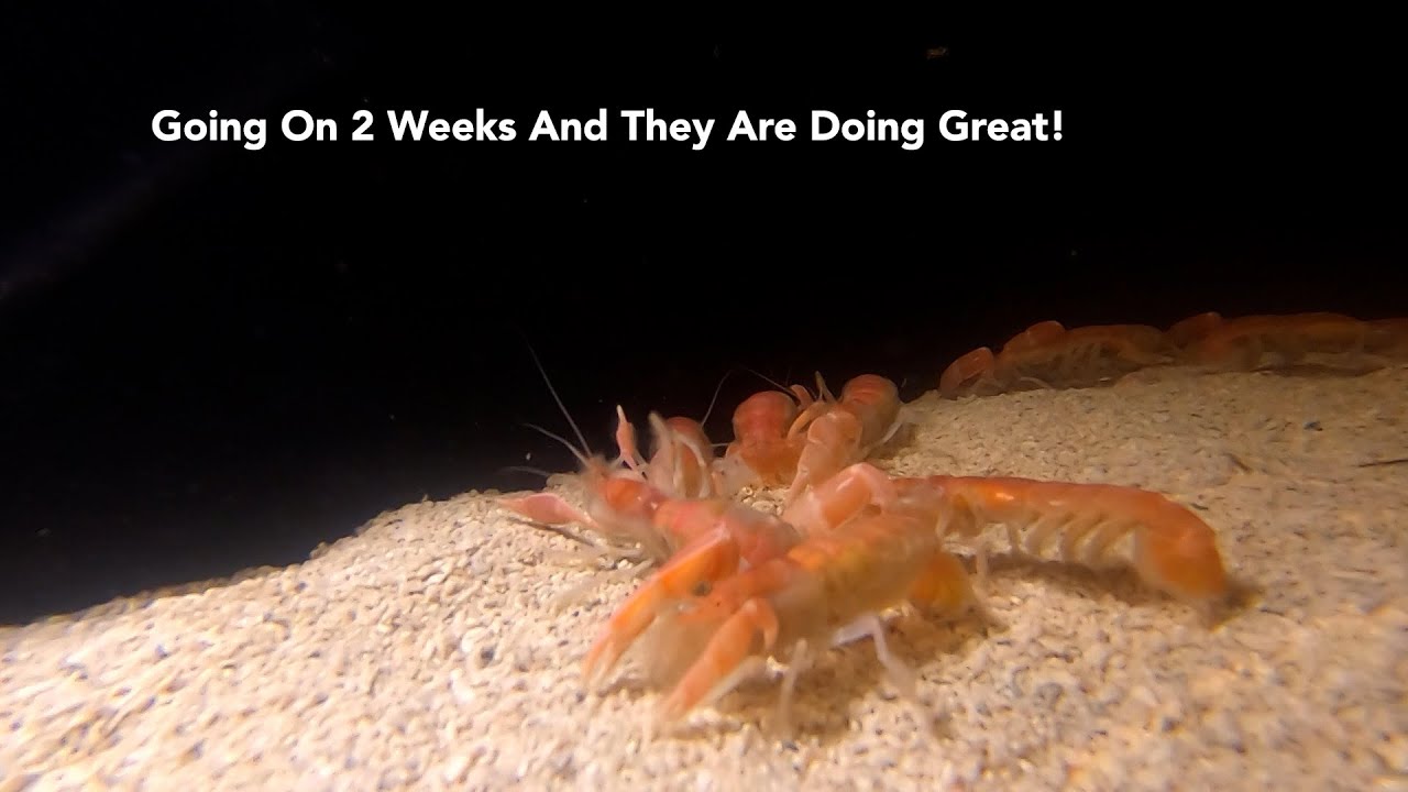 Sand Shrimp Update-They Are Still Doing Great - YouTube