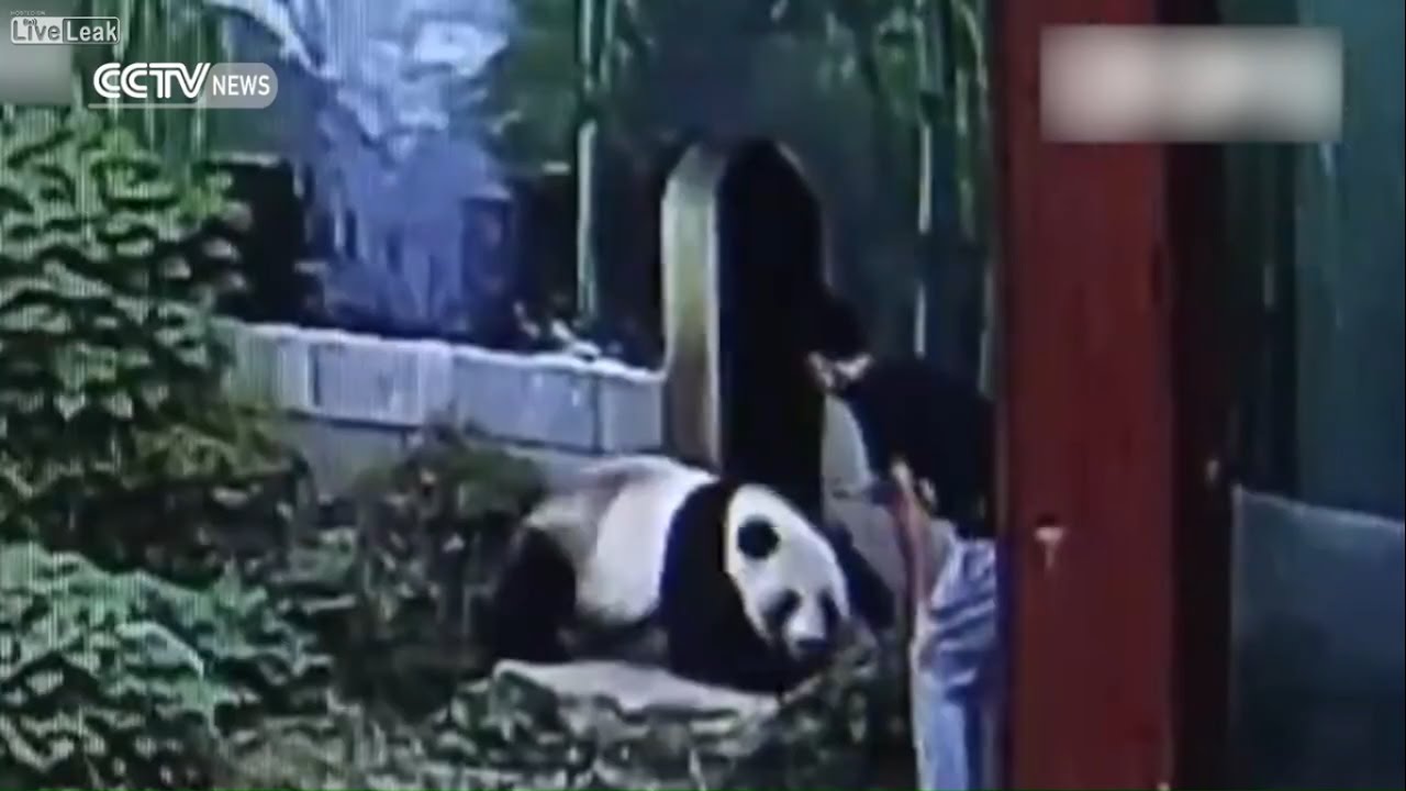 MAN vs PANDA - YouTube