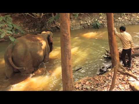 Bathing Elephant in Cambodia
