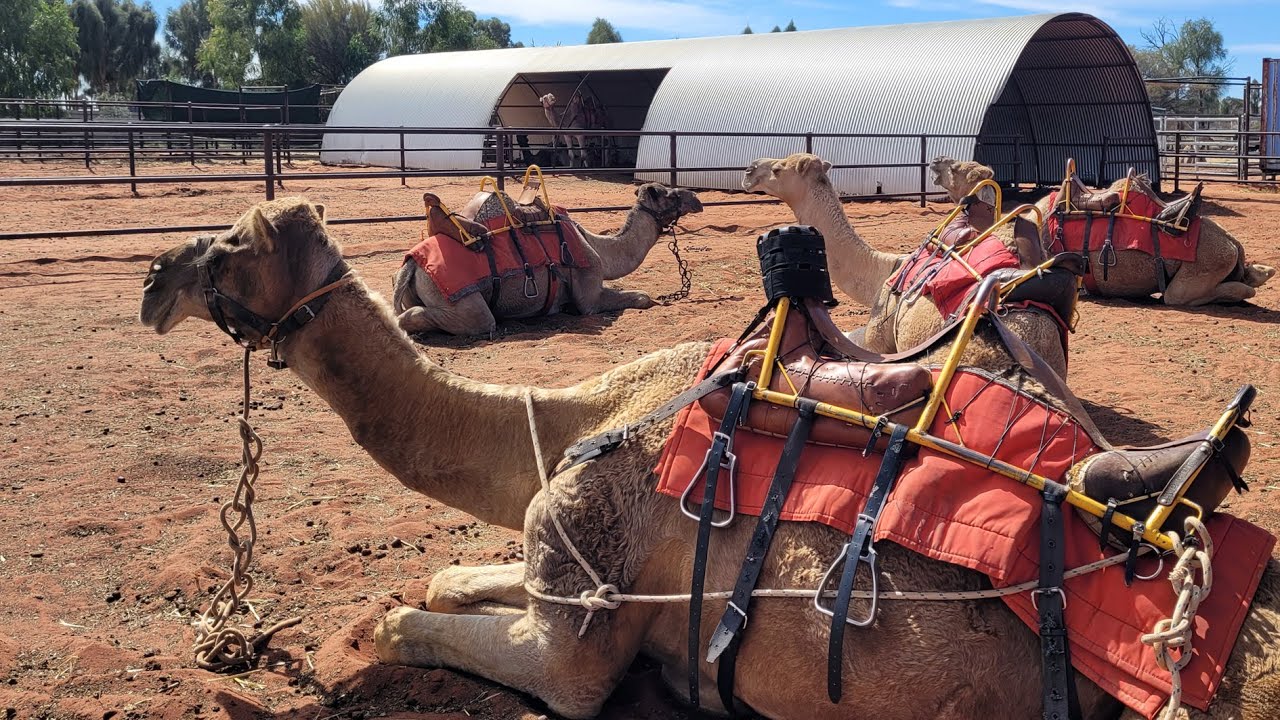 Camel Farm - Uluru - YouTube