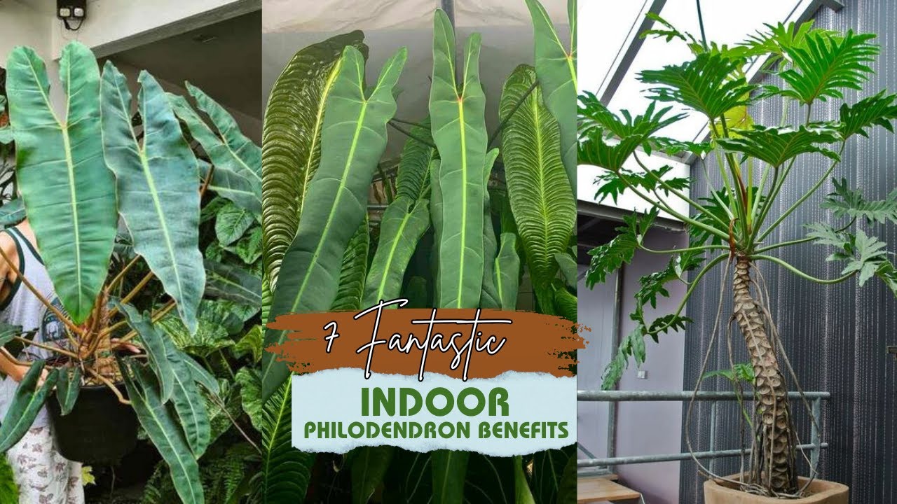 7 Fantastic Indoor Philodendron Benefits | House Plant | Indoor Plant ...