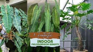 7 Fantastic Indoor Philodendron Benefits | House Plant | Indoor Plant