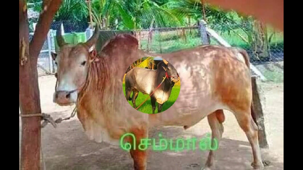 Please Remind Our Country Tamil Varieties Of Cows YouTube
