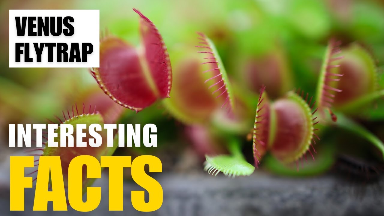 What Are the Most Interesting Facts About Venus Flytrap? | Interesting Facts | The Beast World ...