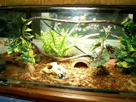 my lizards tank part 1 - YouTube