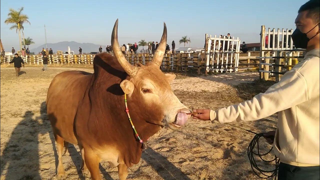 coj peb mus saib nyuj zoo nraug tshav pha kaus 24 ธันวาคม ค.ศ. 2022 - YouTube