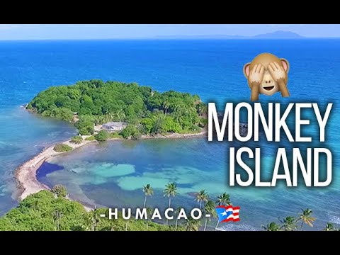 📍CAYO SANTIAGO, Humacao 🇵🇷 "Isla de los 🐒 MONOS" - YouTube