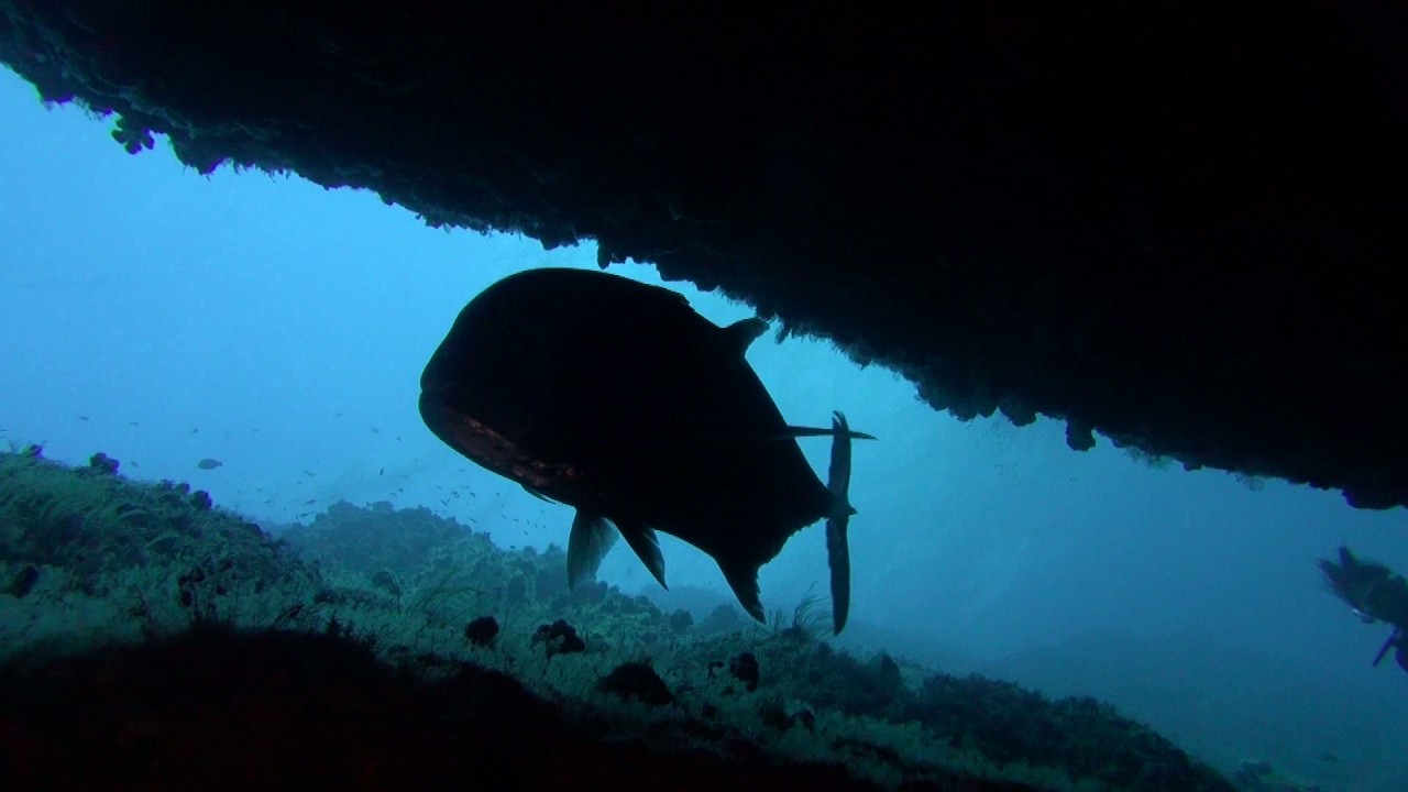 20170105 SEASIR AKA シーサー阿嘉島店 - YouTube