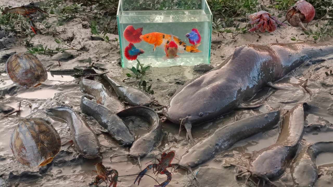 Menemukan Ikan Besar di Rawa, Ikan Lele, Ikan Cupang, Ikan Gabus, Ikan ...