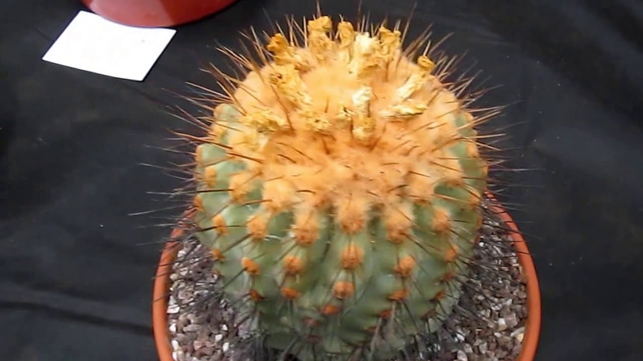 COPIAPOA: Cacti from South America - YouTube