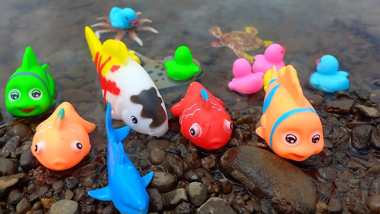 menemukanmu ikan mas di sungai,mainan ikan,ika mas,ikan bawal,ikan hiu ...