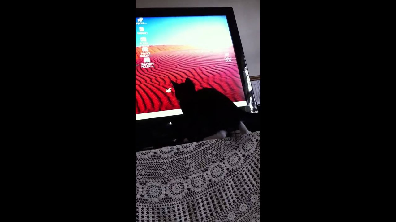 Cat chasing mouse(cursor) - YouTube