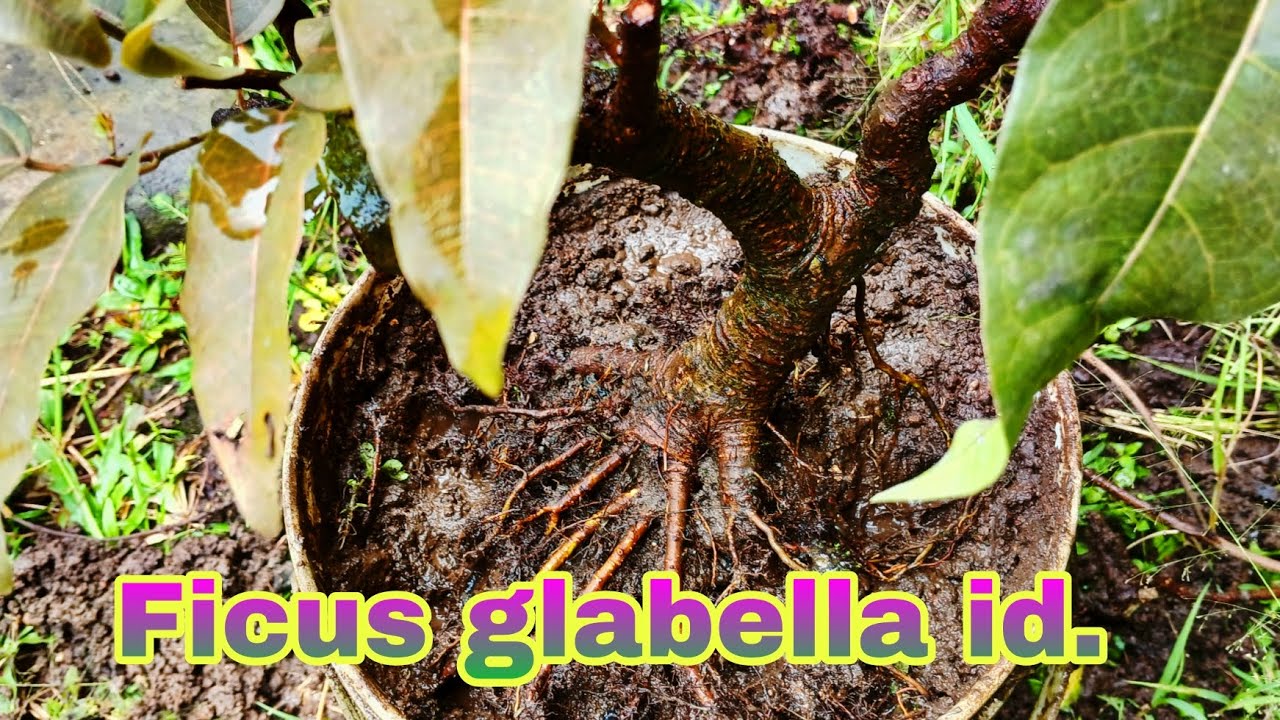 Program Akar Kekar Melingkar Bonsai Bunut Pucuk Merah Ficus glabella ...