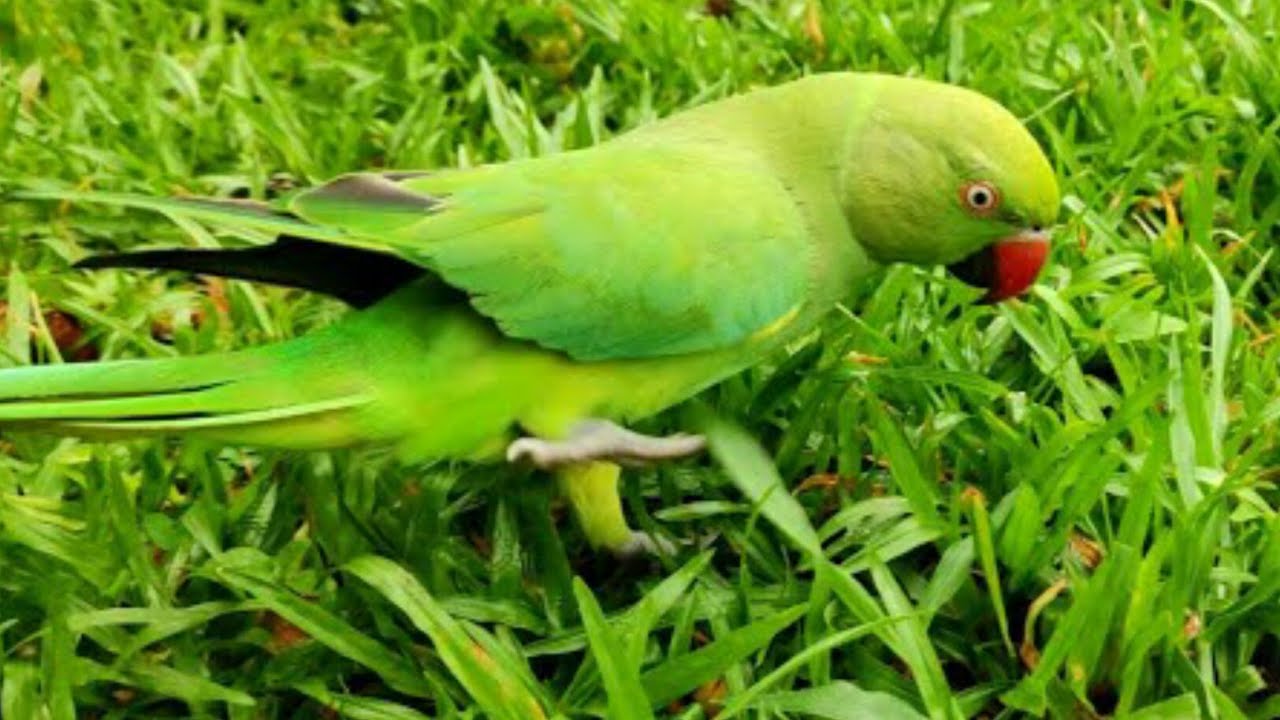 Ringneck Green Parrot Fly sitting on Tree Natural Sounds/natural Voices ...