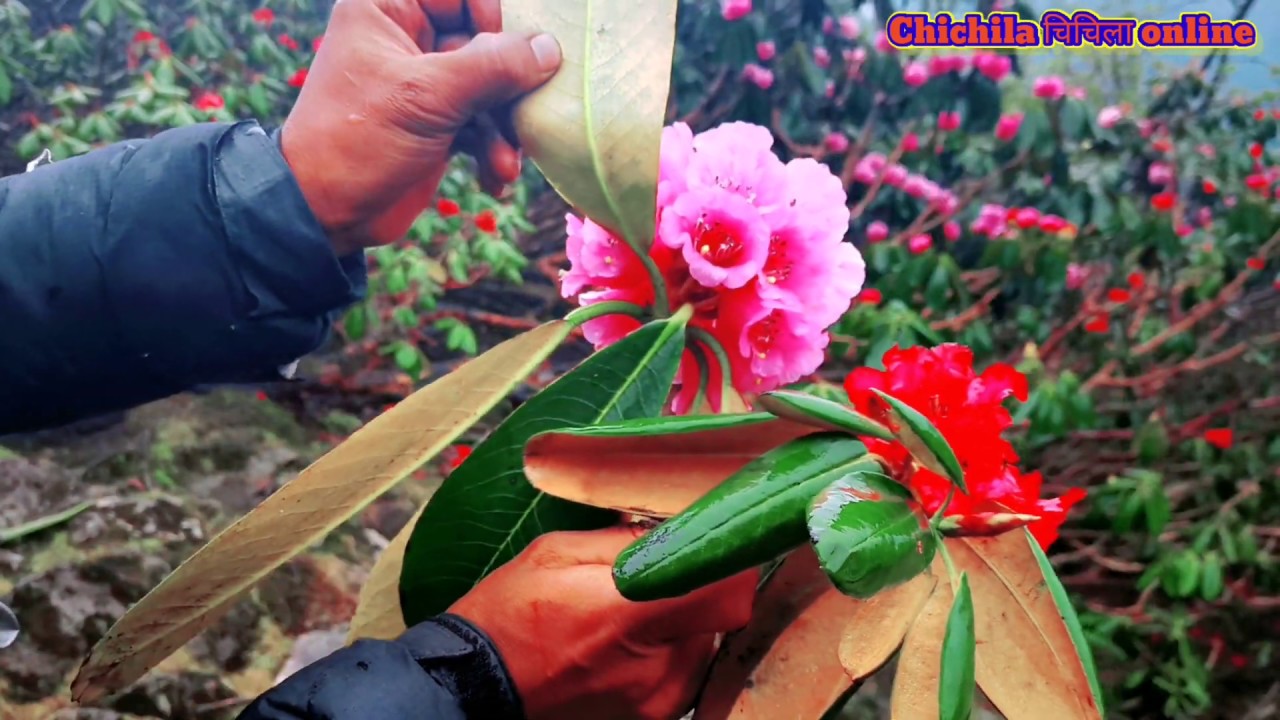Nepali National flower Rhododendron in Beautiful Nepal 🇳🇵🇳🇵॥लालिगुरास ...