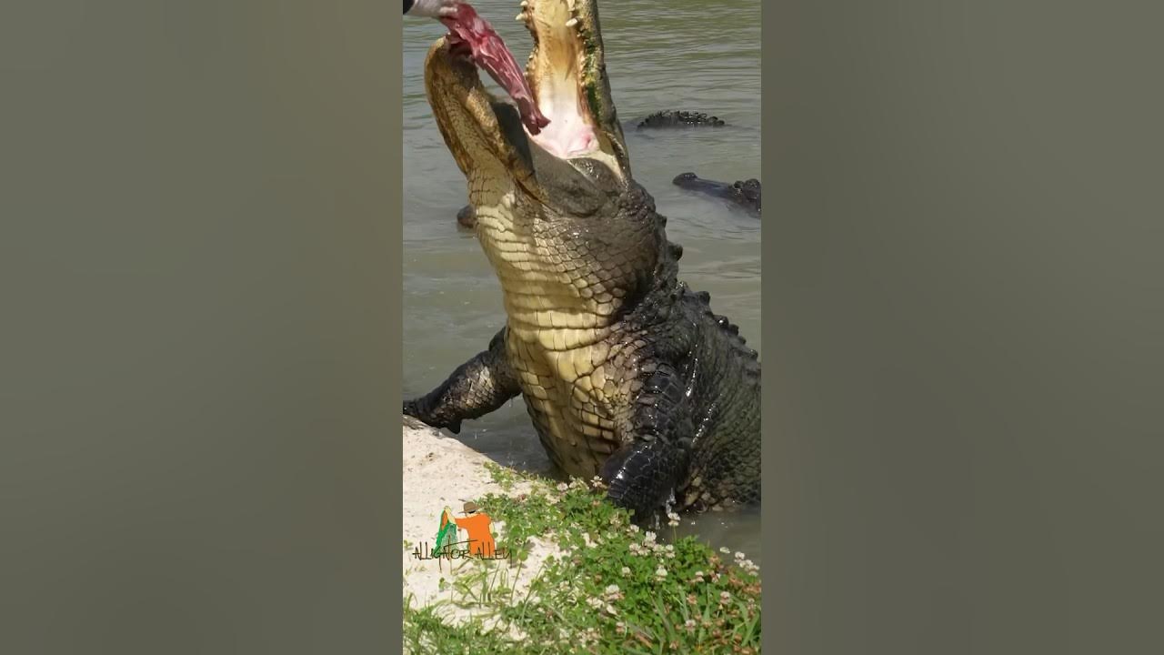 CHUBBS IS COMING OUT OF THE WATER! #shorts #nature #animals #reptiles # ...