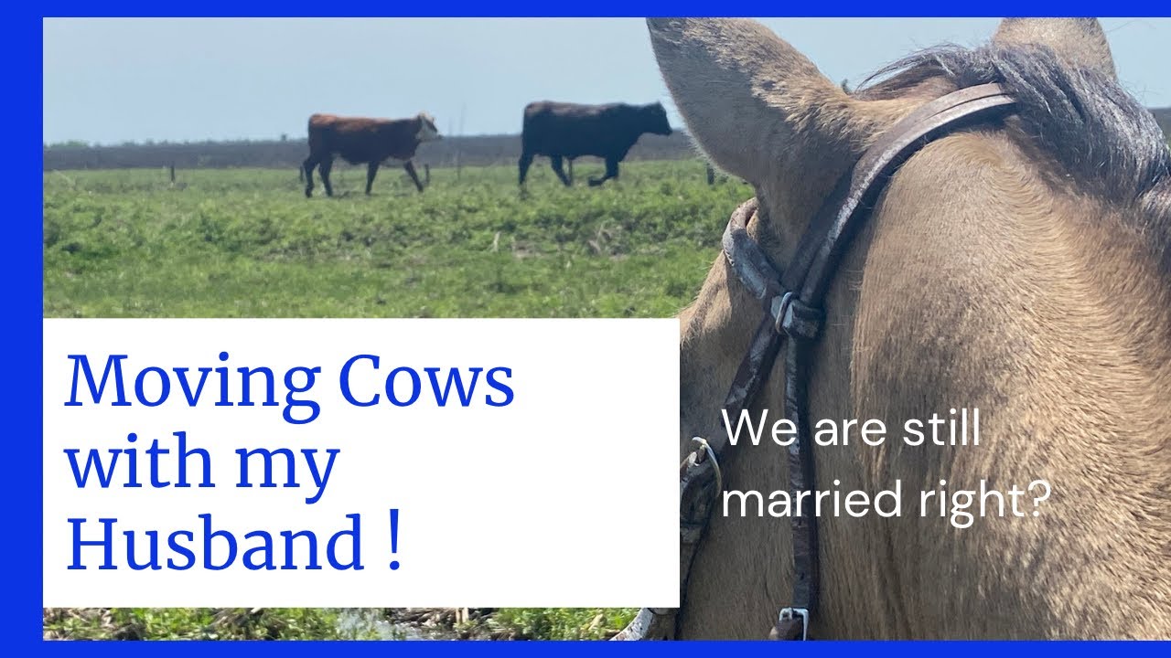 Are we still married? Moving Cows with my Husband! #cattle #ranching # ...