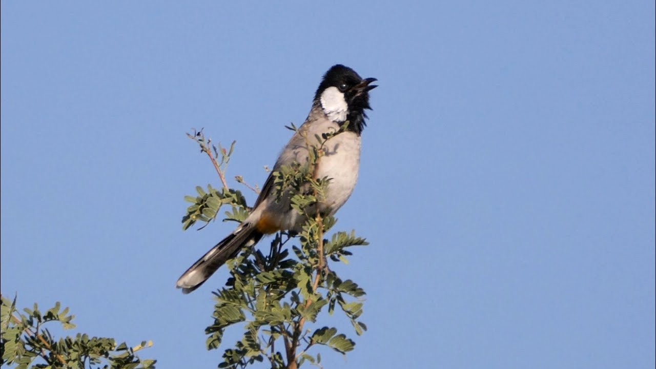 White-eared Bulbul Singing - YouTube