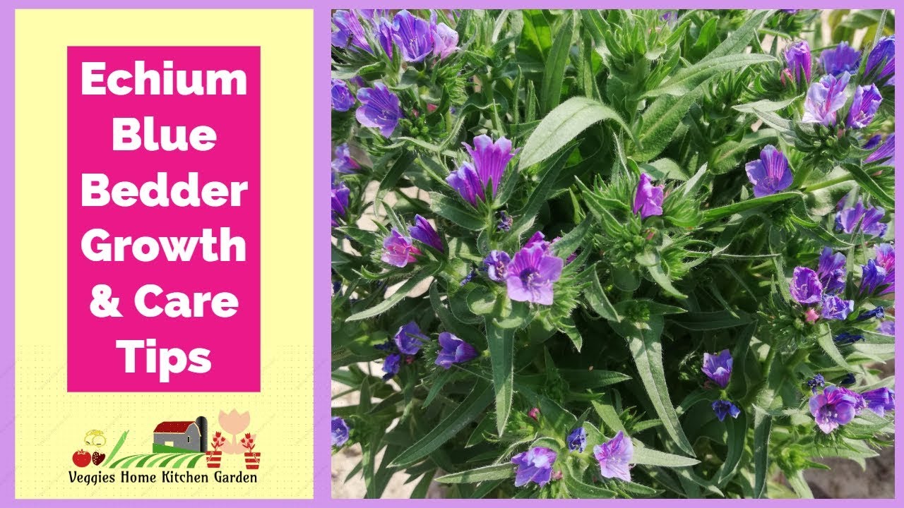 How to grow and care #Echium Blue Bedder plant | Viper's Bugloss ...