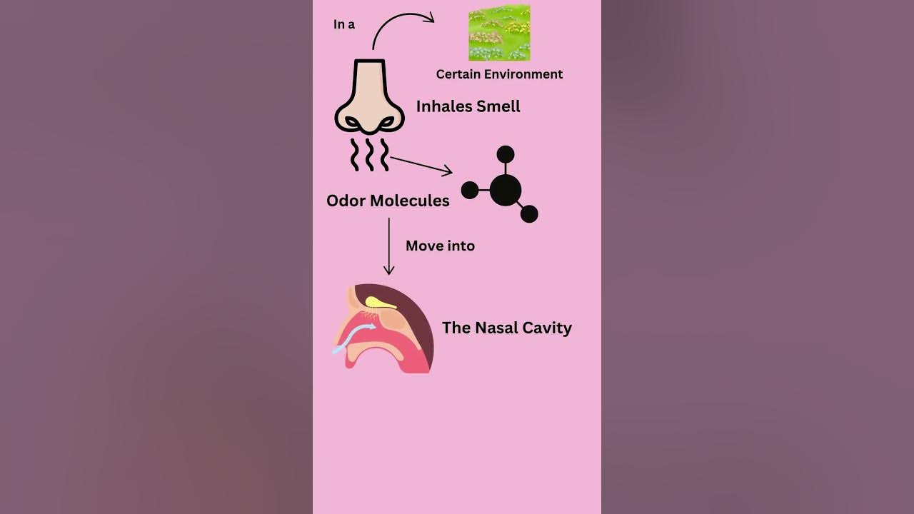 Does the Nose REALLY Know? - Can Smell Trigger Memories? #science # ...