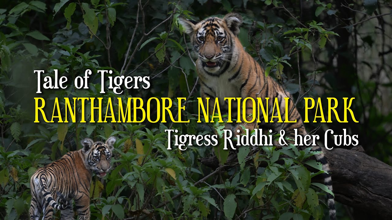 Tale Of Tigers | Ranthambore National Park | Tigress Riddhi with three ...