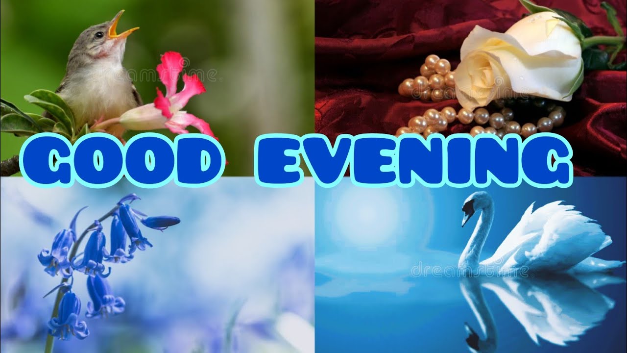 Good Evening Status/Good Evening Status For Whatsapp/#video - YouTube