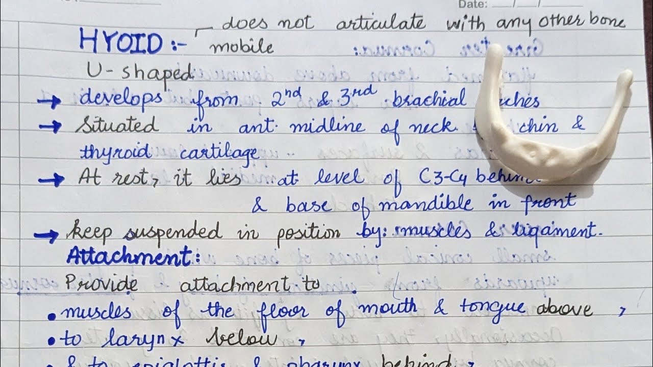 Hyoid bone osteology , gross anatomy, features , attachments, location ...