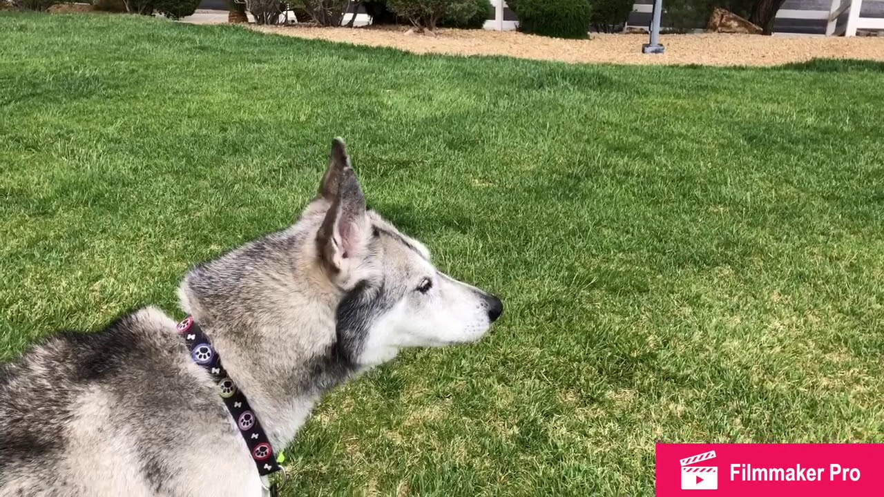 HUSKY vs AMBULANCE - YouTube